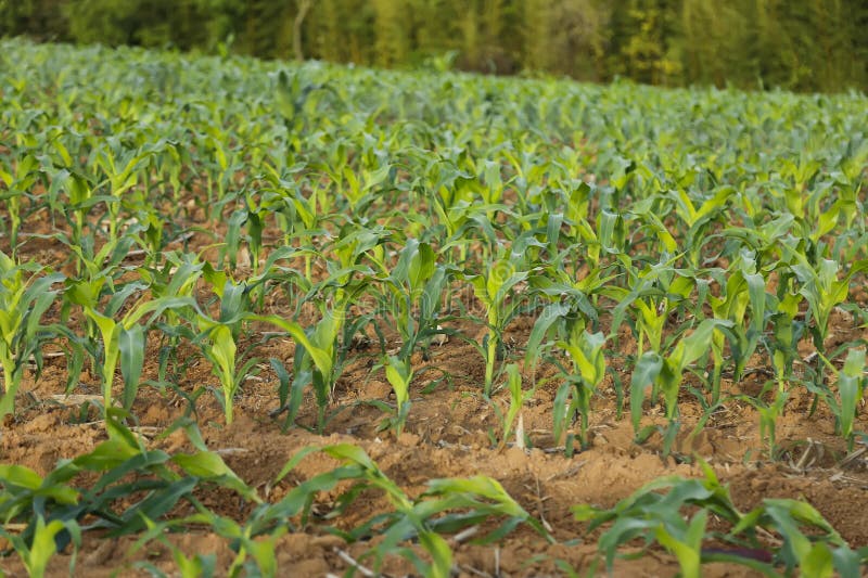 Corn Crop in the Initial Phase of Development Stock Photo - Image of ...