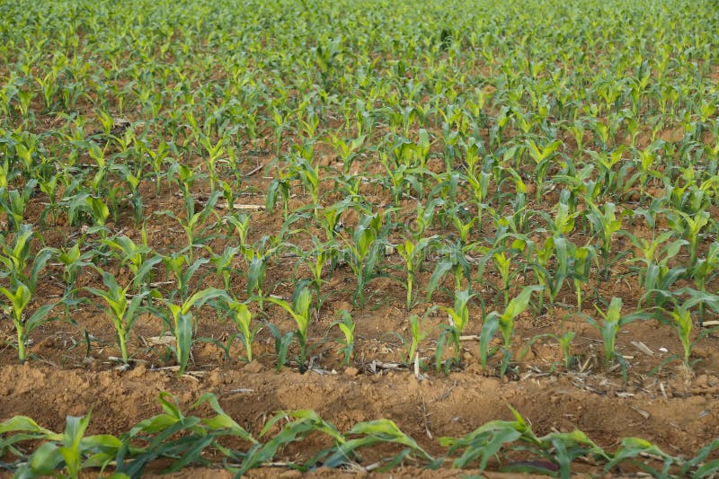 Corn Crop in the Initial Phase of Development Stock Image - Image of ...