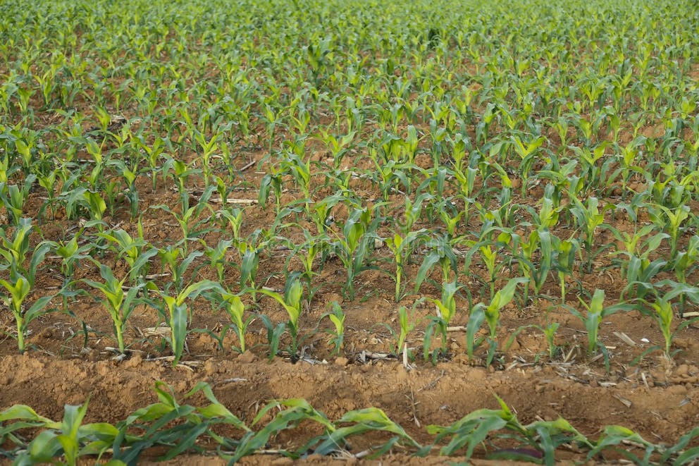 Corn Crop in the Initial Phase of Development Stock Image - Image of ...