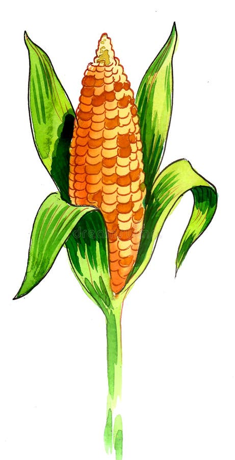 Corn crop stock illustration. Illustration of jungle - 272913447