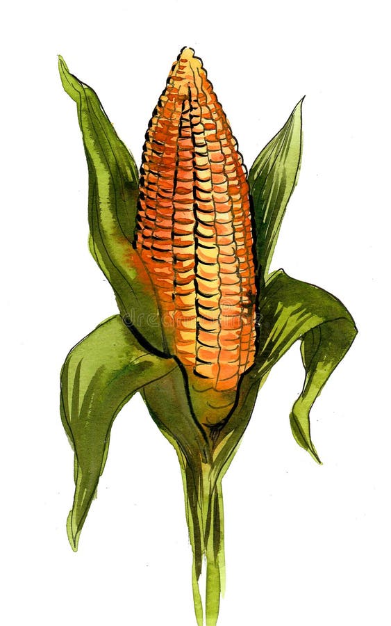 Corn crop stock illustration. Illustration of sketch - 333744566