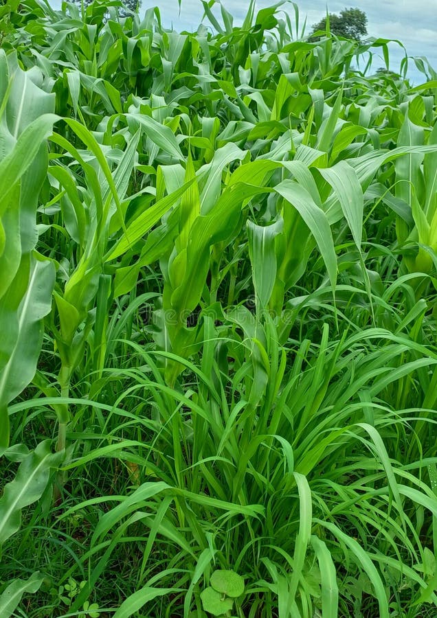 Corn Crop Intercropped with Brachiaria MombaÃ§a Grass To Later Create a ...