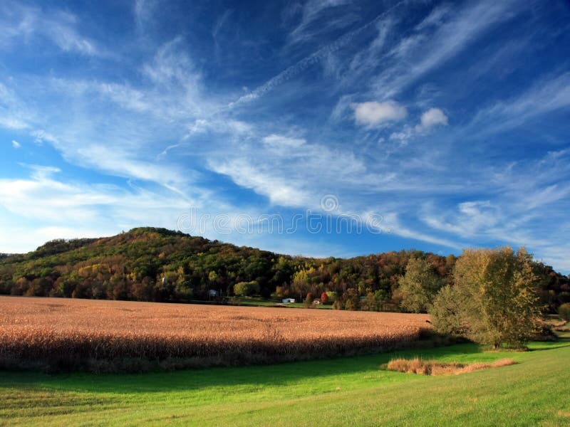 Corn crop in Minnesota stock photo. Image of crop, land - 11501598