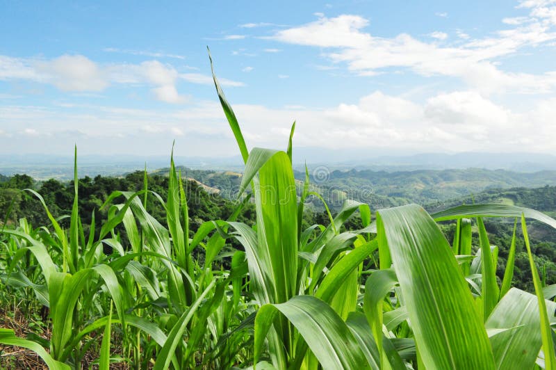 Corn stock image. Image of clouds, corn, high, canopy - 35010753
