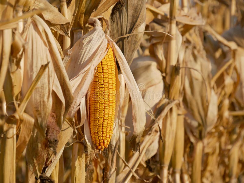 Corn Crop Ready for Harvest Stock Photo - Image of farming, corn: 165655328