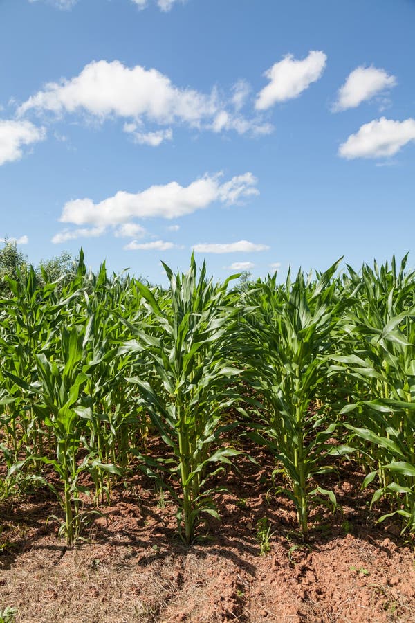 Corn Crop stock image. Image of crop, soil, corncob, environment - 31467305