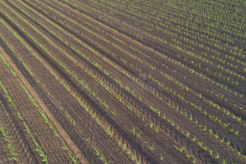 Corn crop rows in field stock image. Image of scene - 116780805
