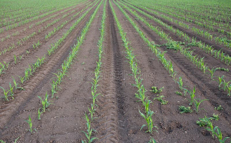 Corn crop rows in field stock image. Image of farming - 116781093