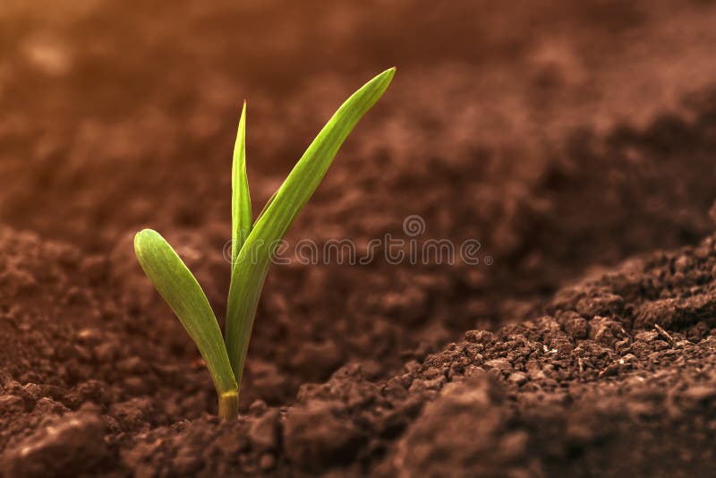 Corn Crop Small Green Seedling Growing Out of Agricultural Field Soil ...