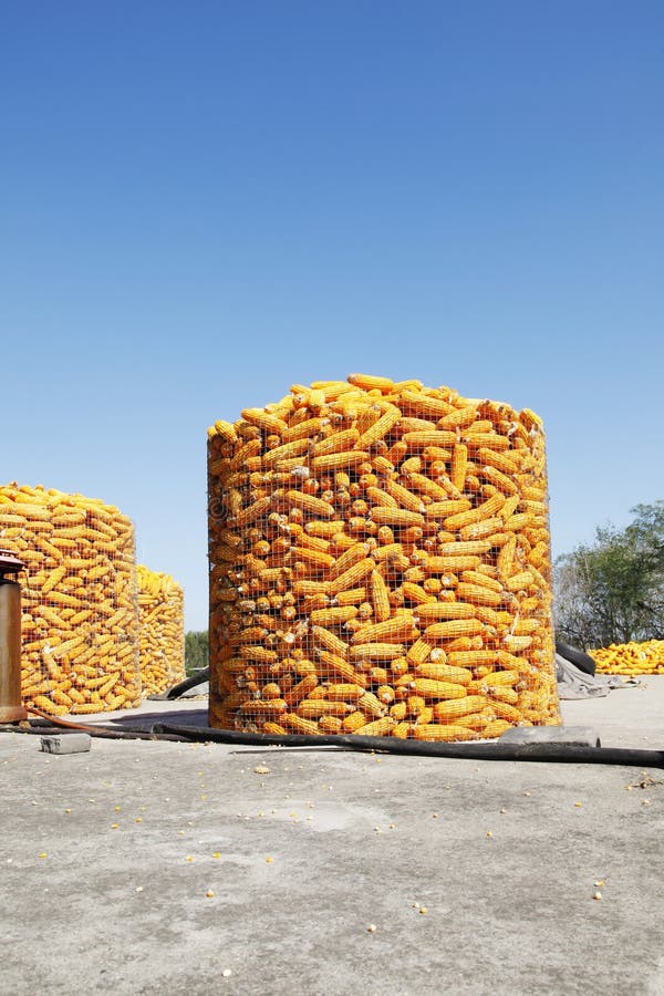 The corn crop stock image. Image of object, closeup - 122326115