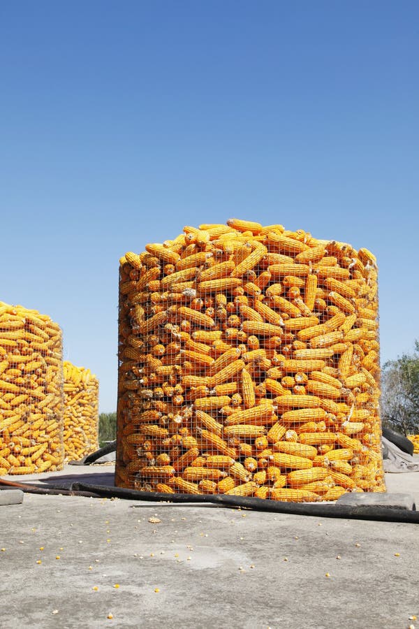 The corn crop stock photo. Image of healthy, maize, closeup - 122326220