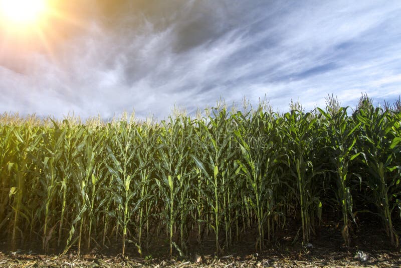 Corn Plantation in Producing Farm Stock Image - Image of color, grass ...