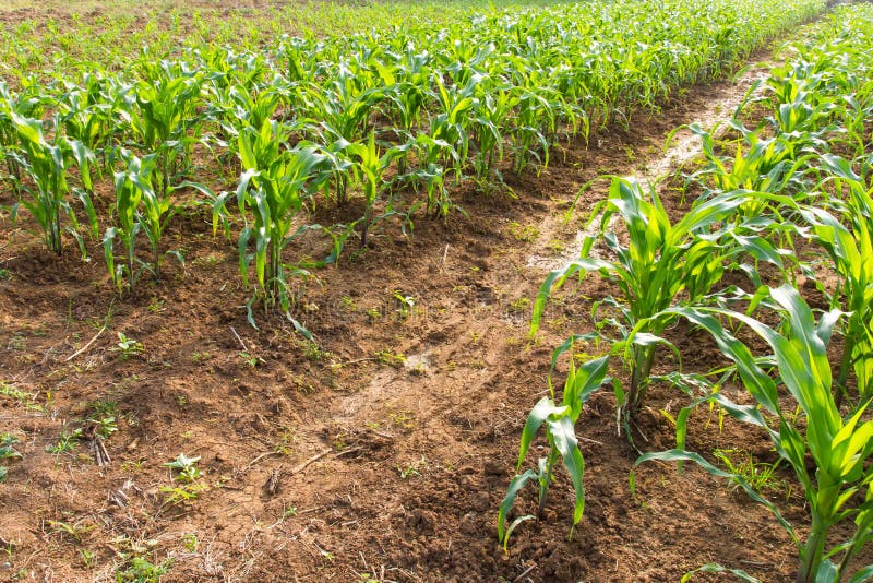 Corn crop was planted stock image. Image of farmland - 45779705