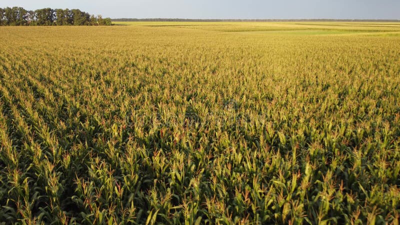 Corn Crops in Agricultural Fields. Flight Over the Cream of Corn Stock ...