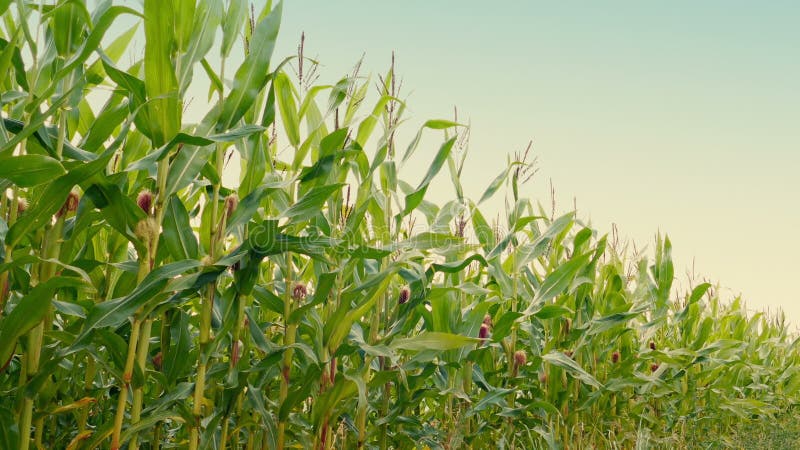 Corn Crops on Summer Afternoon Stock Footage - Video of cereal, field ...