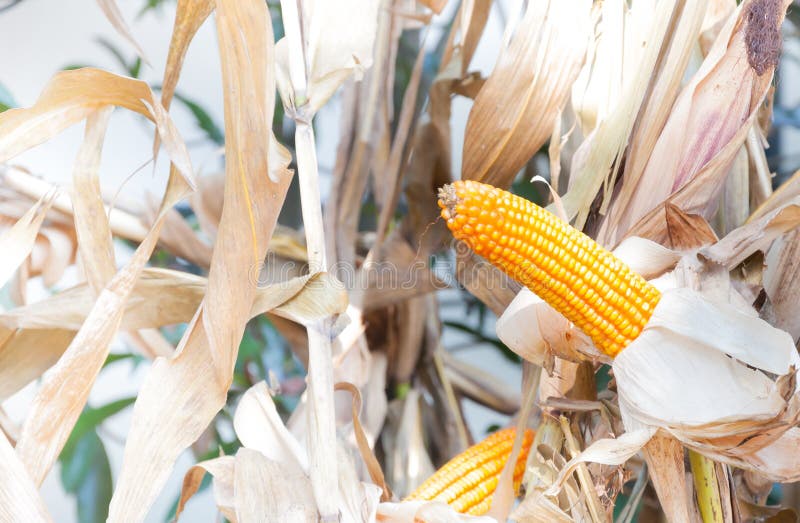 Corn Crops on Dried Corn Trees is Prompt To Harvest Stock Image - Image ...