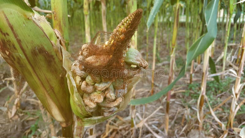 Corn Crops Fail Due To Pests and Improper Care Stock Image - Image of ...