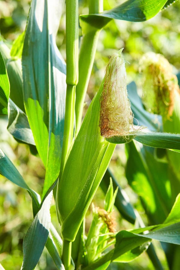 Corn Crops Growing on Field. Close Up View Stock Photo - Image of ...