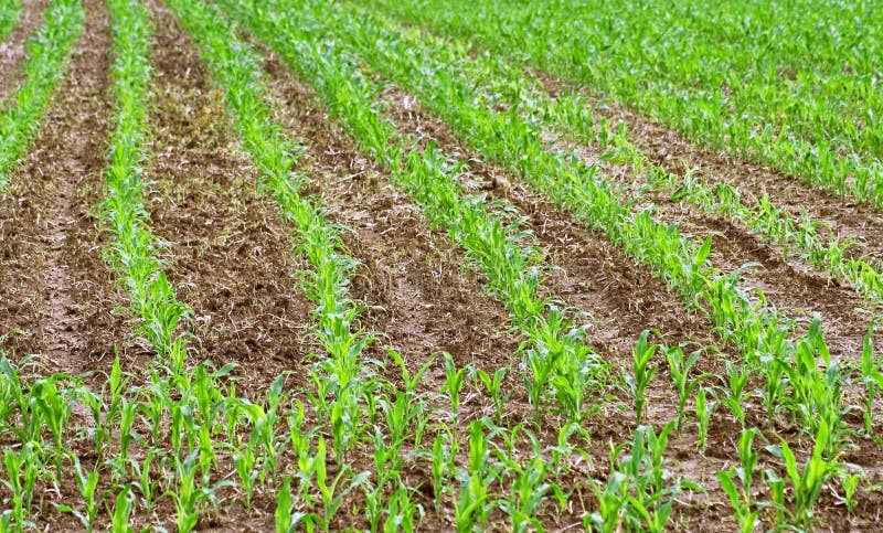 Corn Crops Growing in Rows in Farmer& X27;s Field Stock Image - Image ...