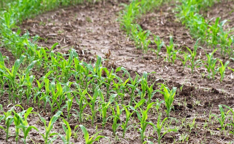 Corn Crops Growing in Rows in Farmer& X27;s Field Stock Image - Image ...