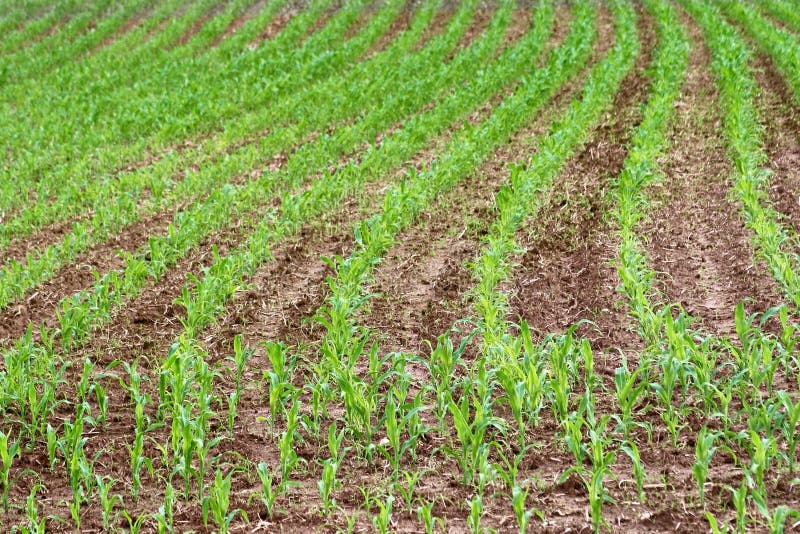 Corn Crops Growing in Rows in Farmer& X27;s Field Stock Image - Image ...