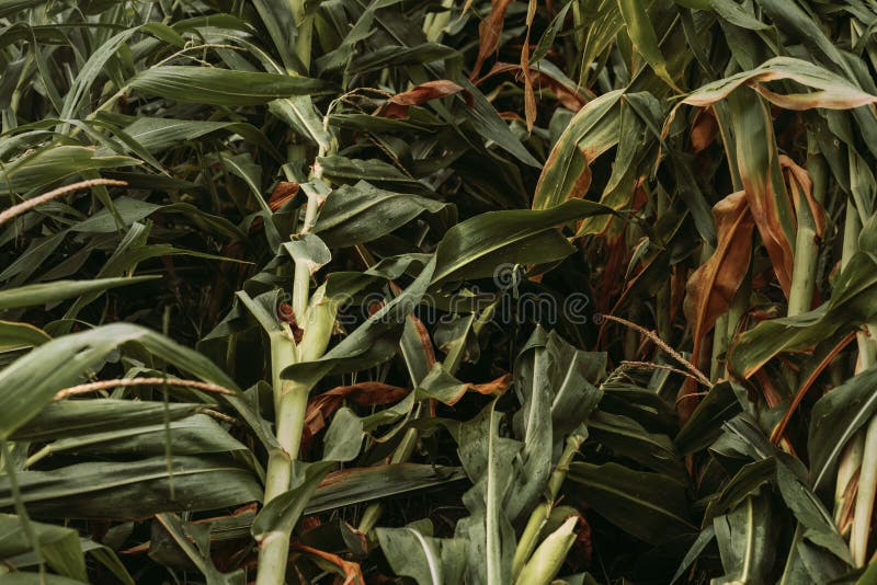 Corn Crops with Knocked Over Bent Stem after Severe Wind Storm in Field ...