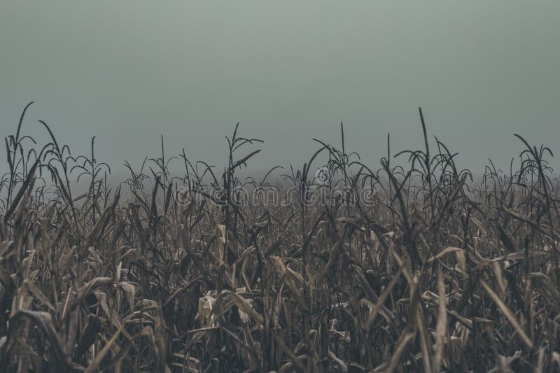 Corn Crops at the Misty Day Stock Photo - Image of season, autumn ...
