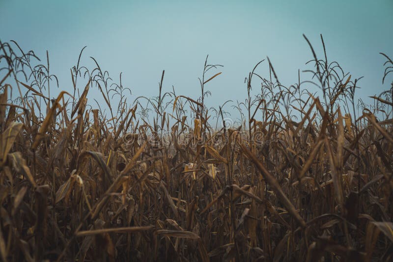 Corn Crops at the Misty Day Stock Image - Image of foggy, field: 271406853