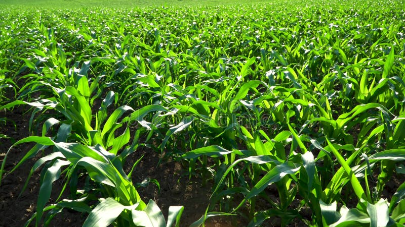 Corn Crops during the Period of Active Growth. the Theme of Corn Stock ...