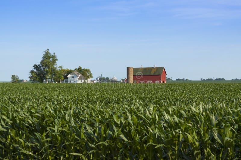 Corn crops stock photo. Image of house, fresh, plant - 32278244