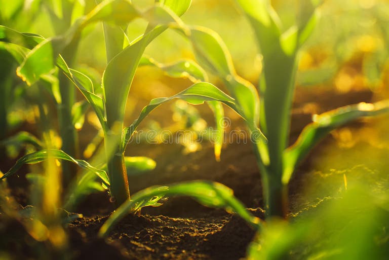Corn crops in sunset stock image. Image of agriculture - 72333863
