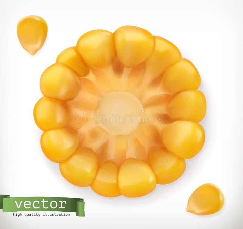 Corn Cross Section and Grain. 3d Vector Icon Stock Vector ...