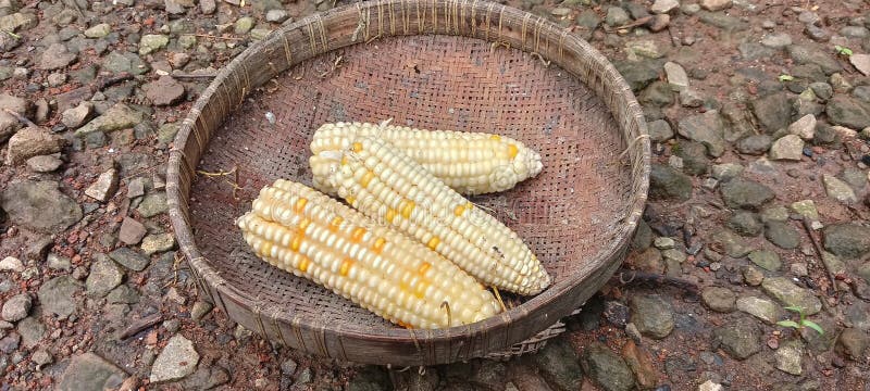 Corn crystal stock image. Image of corn, baking, container - 267466329