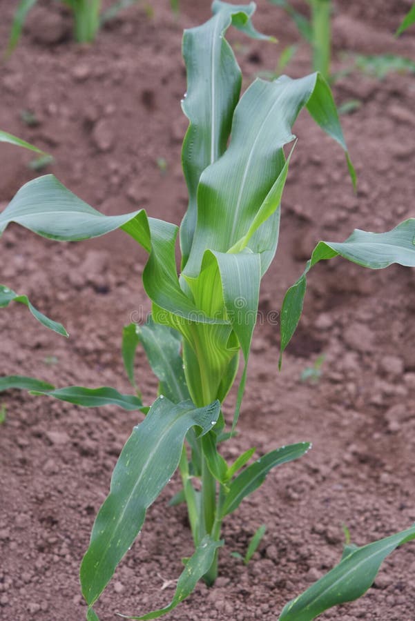 The corn cultivation stock photo. Image of maize, cultivation - 185968408