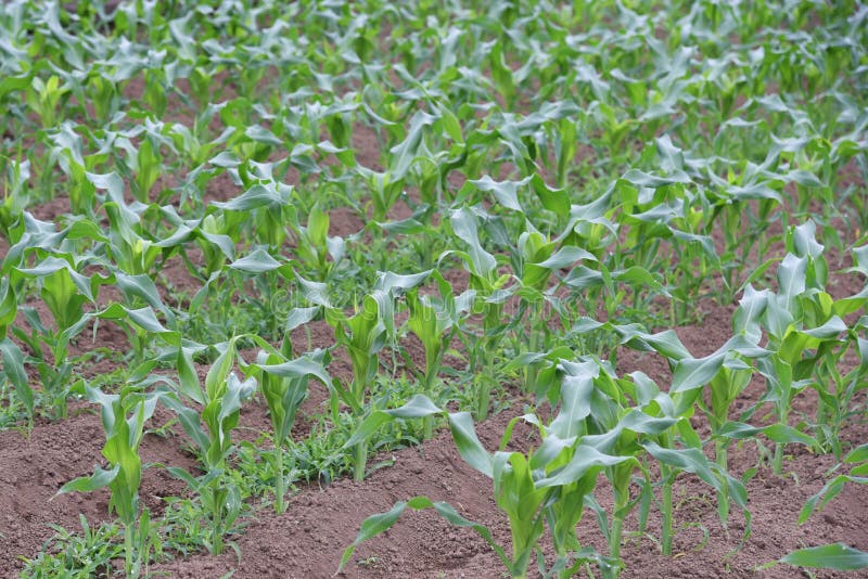 The corn cultivation stock photo. Image of cultivation - 185968420