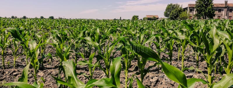 Corn Cultivation Field Banner Stock Photo - Image of farm, growth ...