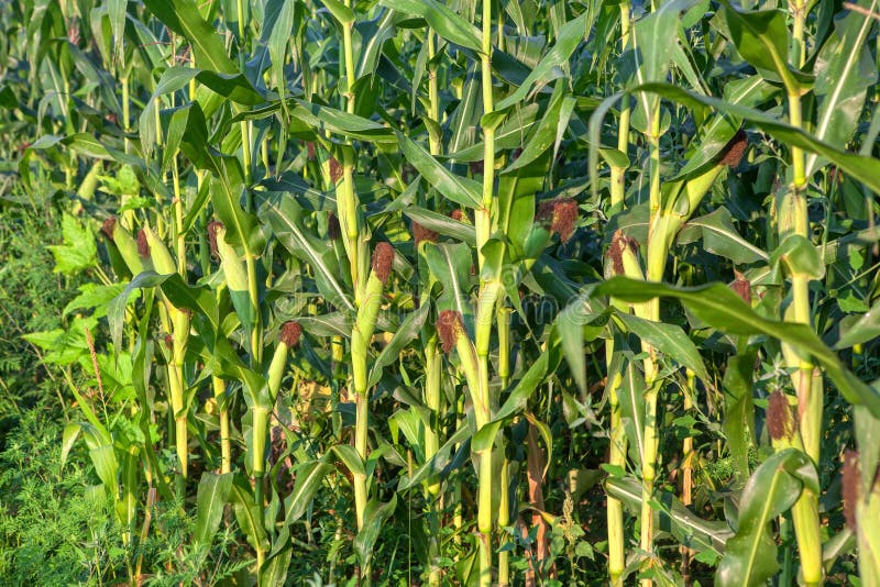 Corn cultivation stock image. Image of closeup, cereal - 157231377