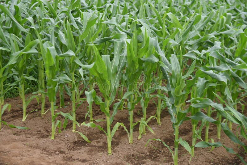Corn Cultivation and Its Growth. Stock Photo - Image of countryside ...