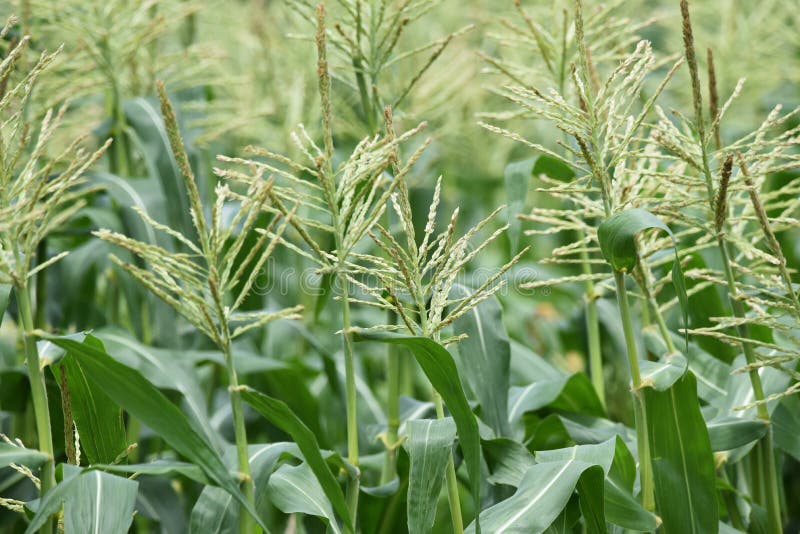 The corn cultivation stock image. Image of agricultural - 185968413