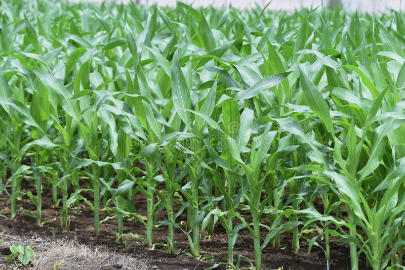 The corn cultivation stock photo. Image of growing, farming - 187198994