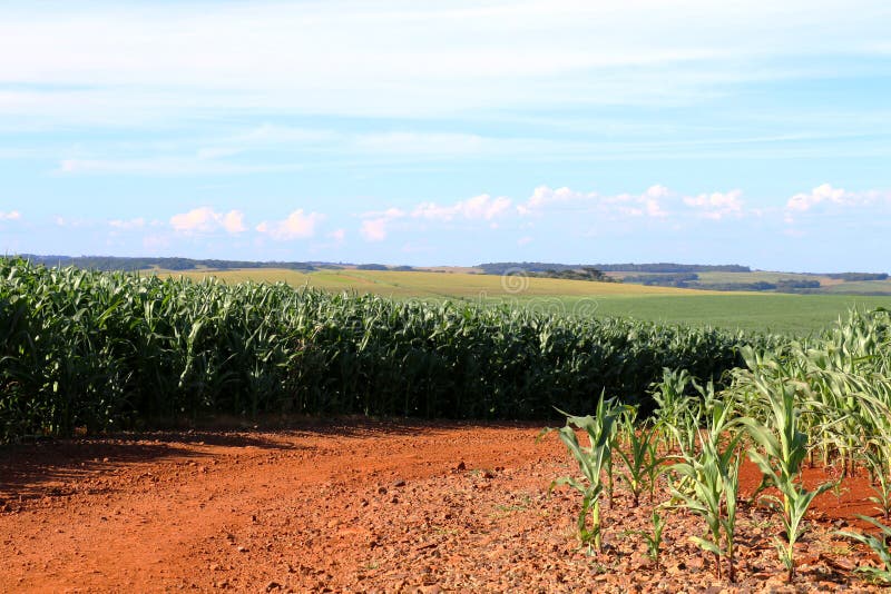 Corn Field and Storage Silos in the South of Brazil. Stock Photo ...