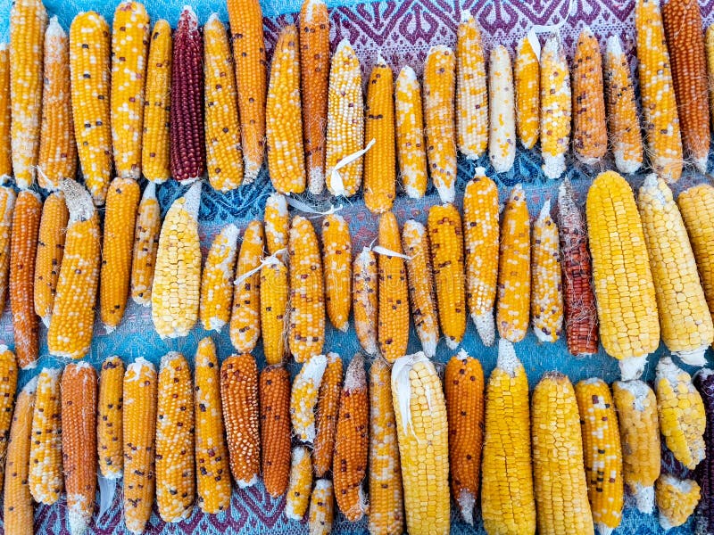Corn Cultivation and Summer Drying Stages Stock Photo - Image of ...