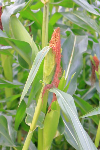 Corn Damage and Ear Rot stock photo. Image of infested - 155773860