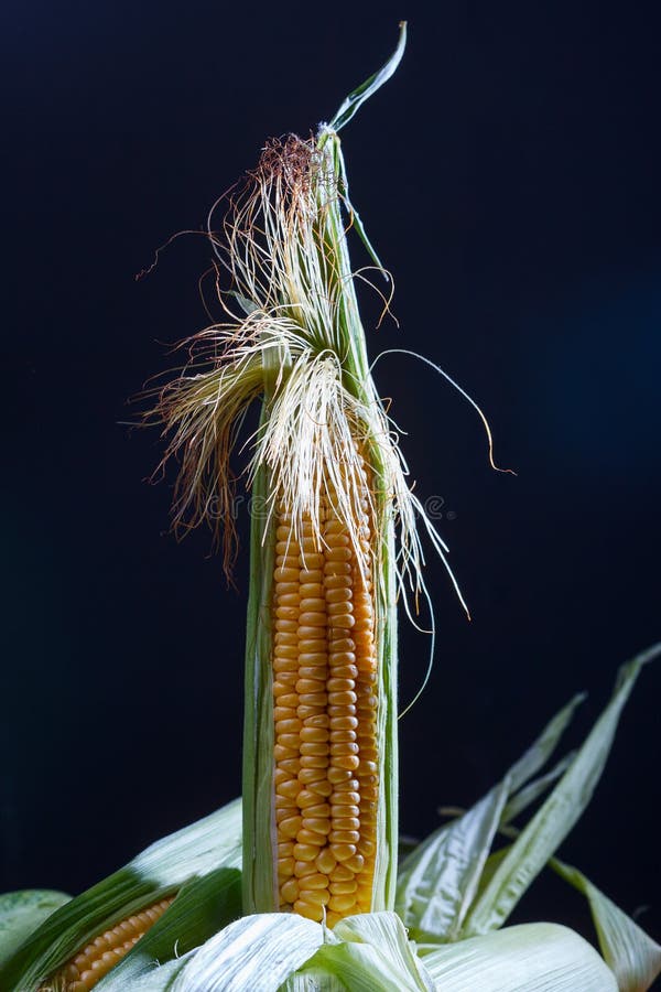 A corn dark background stock photo. Image of grain, farm - 121794236