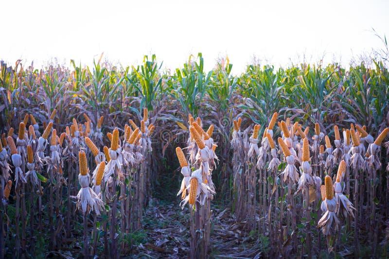Corn in Demonstration Plot stock photo. Image of management - 345215928