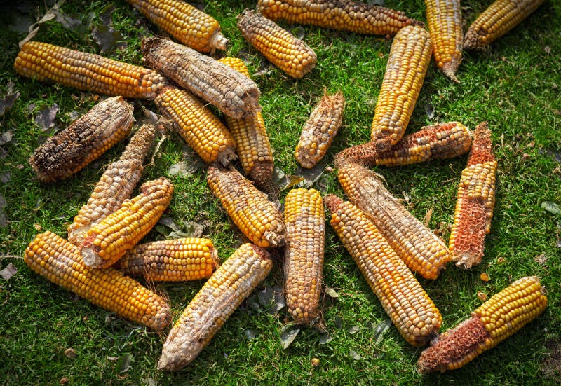 Corn stock photo. Image of grass, damaged, food, plant - 99096934