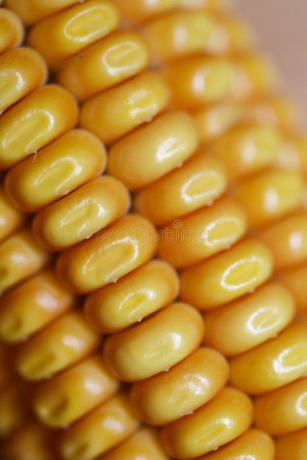 Corn detail stock photo. Image of agriculture, detail - 208707272