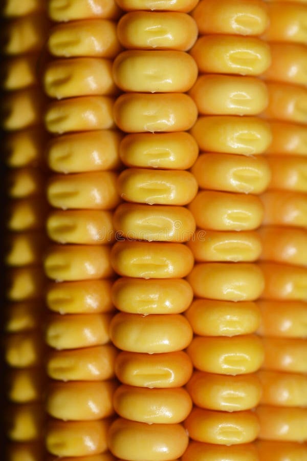 Corn detail stock photo. Image of food, corn, grain - 208276442