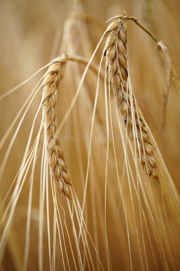 Corn detail stock photo. Image of nature, vertical, cereal - 32523510