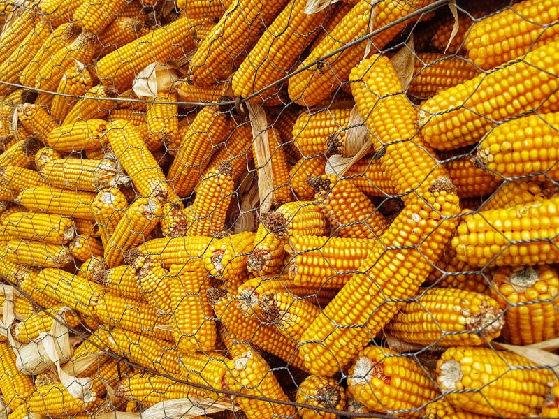 Corn Detail stock image. Image of yellow, background - 101164077